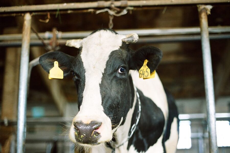 Dairy is a traditionally sattvic food, but the way we treat cows today ...