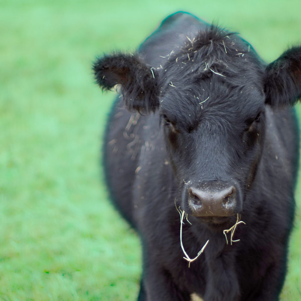 Dairy is a traditionally sattvic food, but the way we treat cows today ...