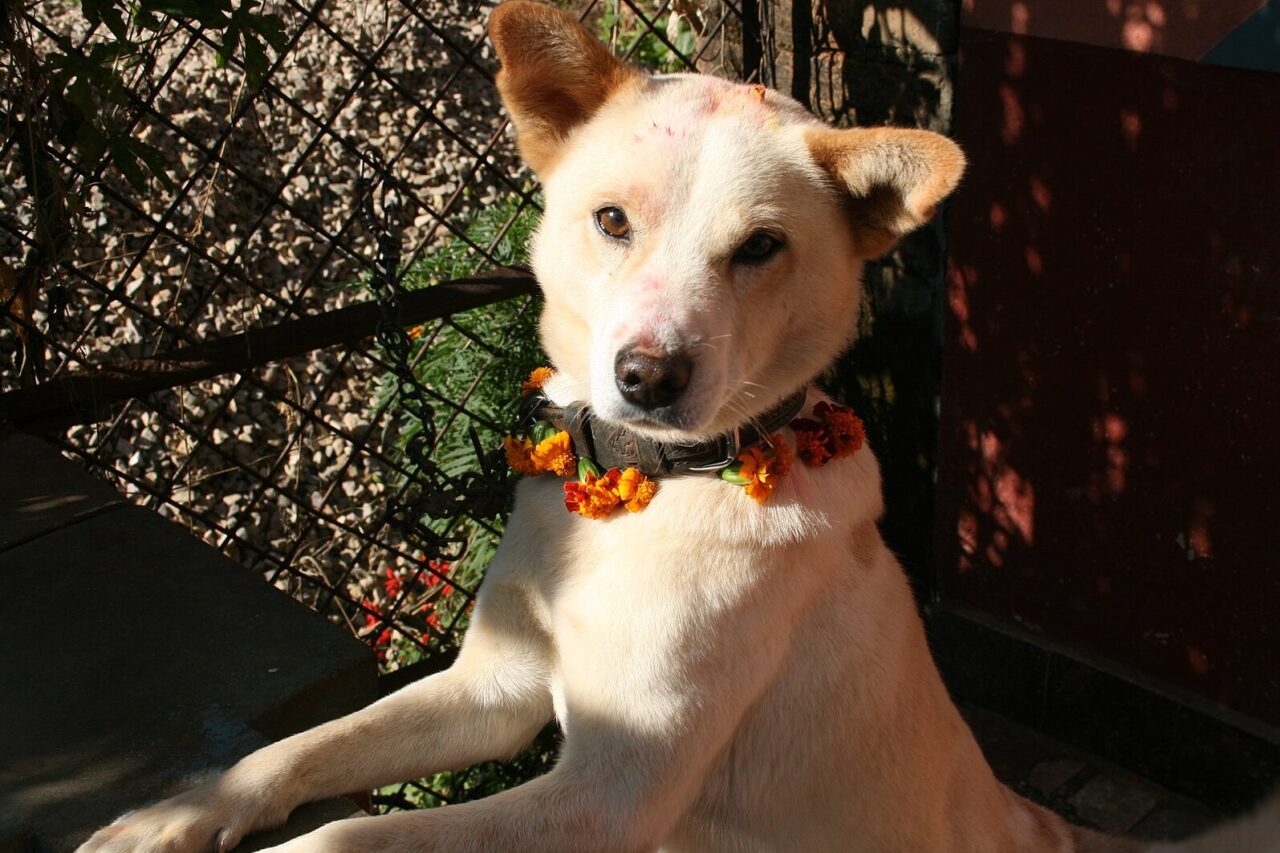 Dogs and Diwali? 5 things to know about Hinduism and hu(man's) best friend