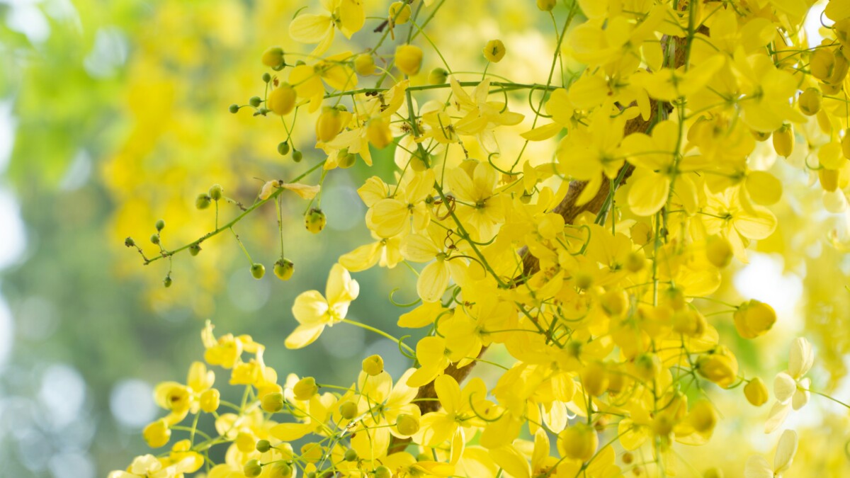 On Celebrating Puthandu and Vishu : Through the lens of HAF's CA ...